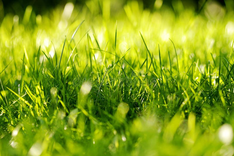 Green Grass Tuft stock image. Image of tussock, closeup - 7590393