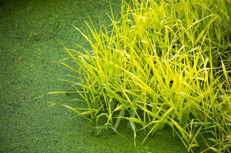 Marsh, Fall Colors: Yellow, Light Green, Golden. Plants, Lake, Pond ...