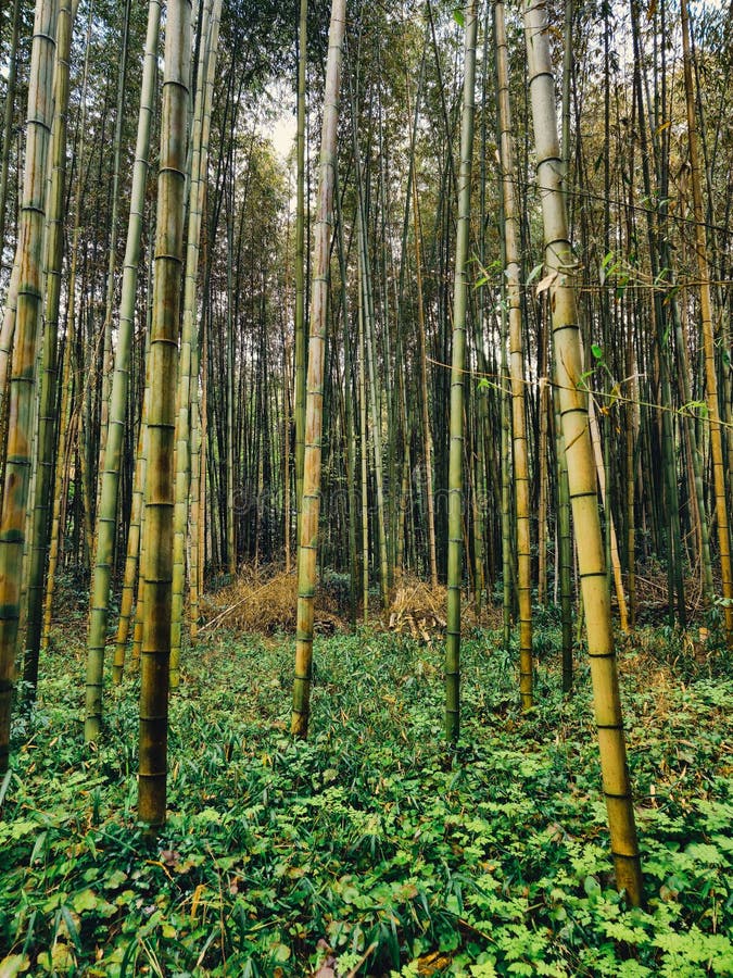 Green Grass Under Bamboo Vertical Growing Stock Photo - Image of green ...