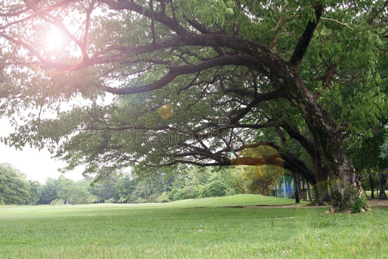 Green grass under Big tree stock image. Image of field - 44439499