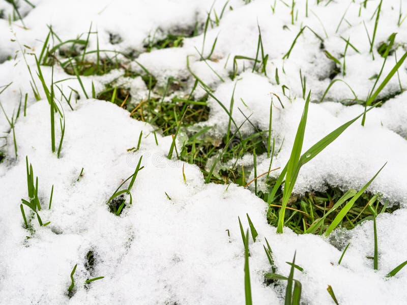 Green Grass Under by the First Snow Close Up Stock Image - Image of ...