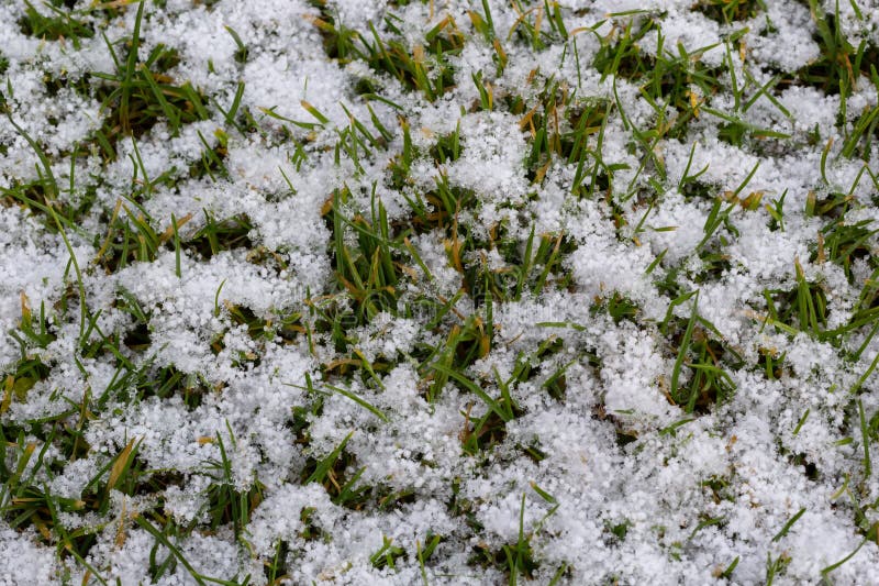 Green Grass Under First White Snow Background, Pattern Texture for Use ...