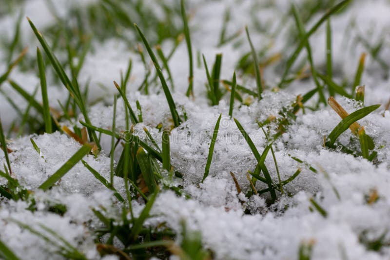 Green Grass Under First White Snow Background, Pattern Texture for Use ...