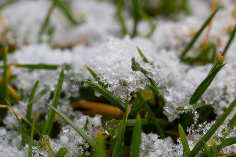 Green Grass Under First White Snow Background, Pattern Texture for Use ...