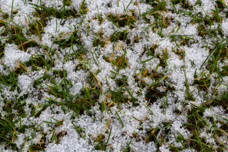 Green Grass Under First White Snow Background, Pattern Texture for Use ...