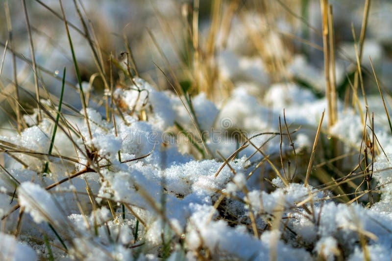 Green grass under snow stock image. Image of plant, green - 191082499