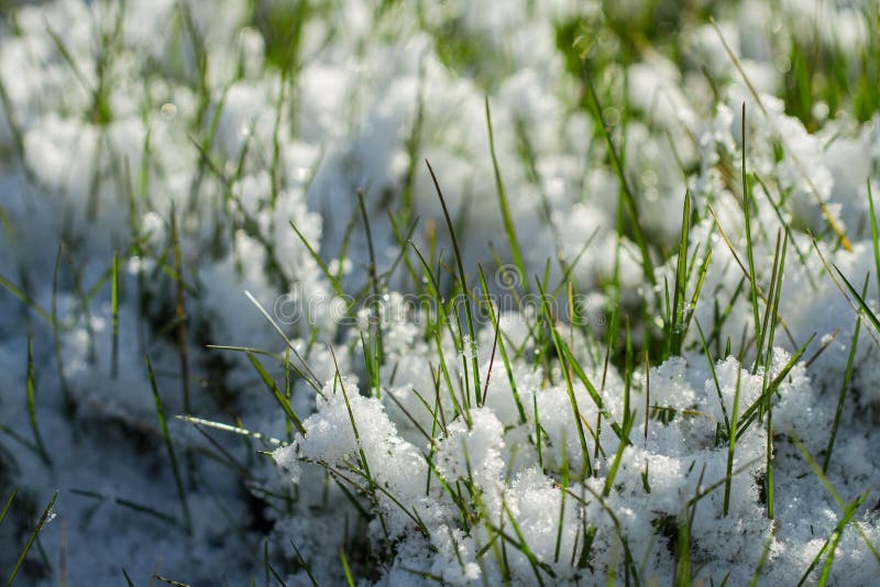 Green grass under snow stock photo. Image of concept - 191082536