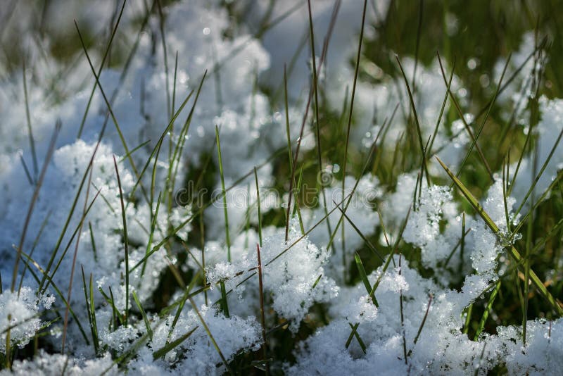 Green grass under snow stock photo. Image of natural - 191082572