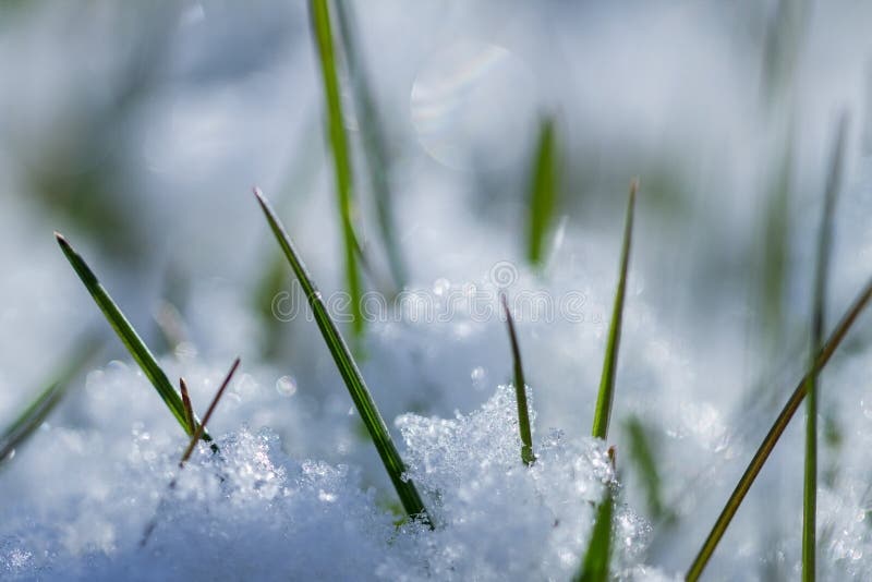Green grass under snow stock photo. Image of frozen - 191082596