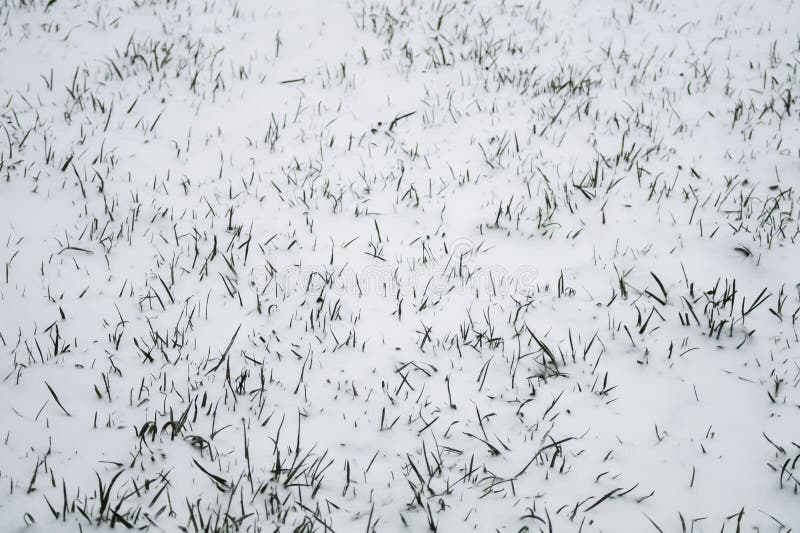 Green Grass Under the Snow. Lawn Covered with Snow Background Stock ...