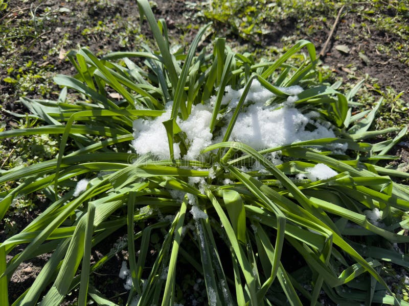 Green Grass Under Snow. Green Plant Covered with Snow Stock Photo ...