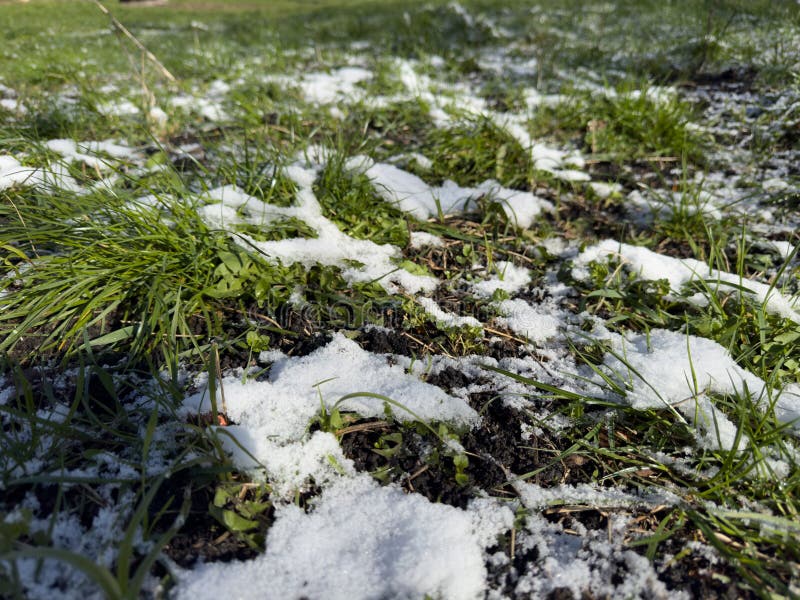 Green Grass Under Snow. Spring, Snow Stock Photo - Image of green ...