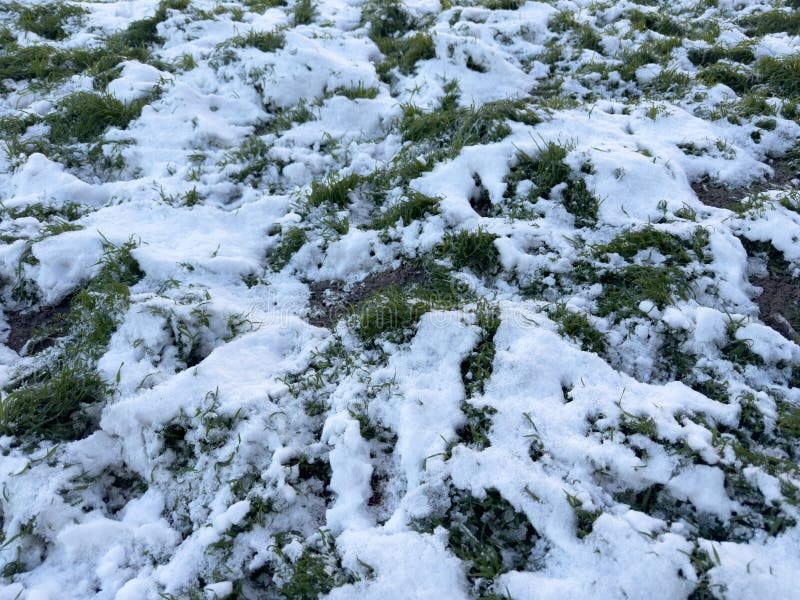 Green Grass Under Snow. Spring, Snow Stock Image - Image of fresh ...