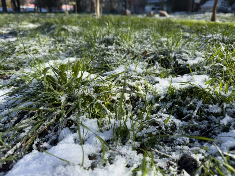 Green Grass Under Snow. Spring, Snow Stock Photo - Image of winter ...