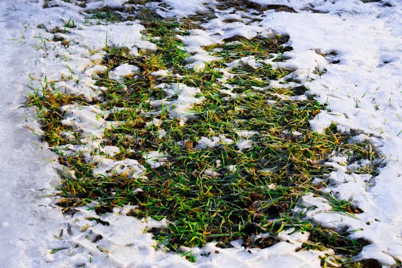 Green Grass Under the Snow in Winter, Note Shallow Depth of Field Stock ...