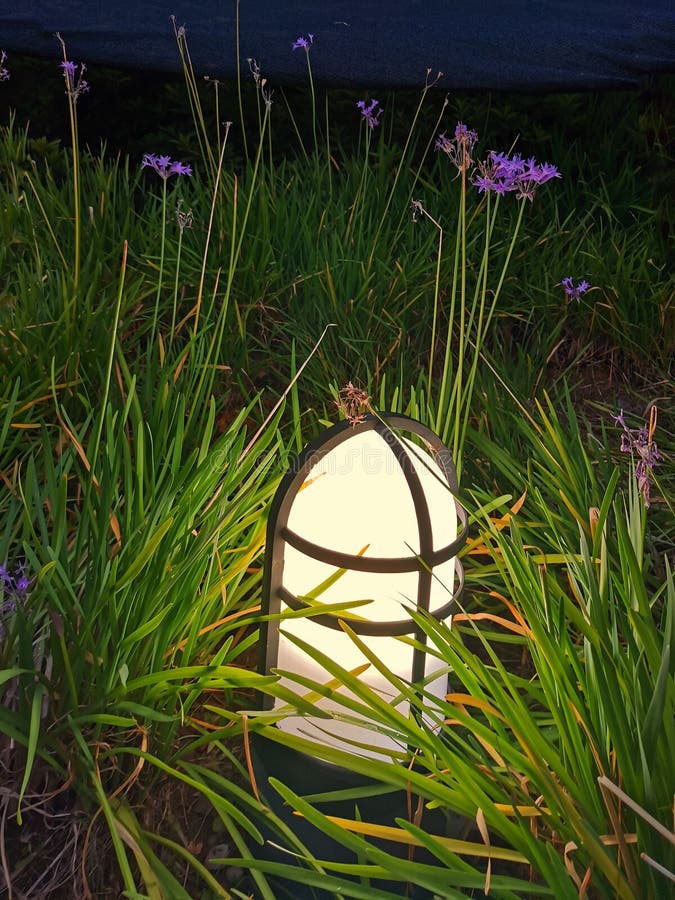 Unknown Sumner Flowers and Little Light Stock Photo - Image of sumner ...