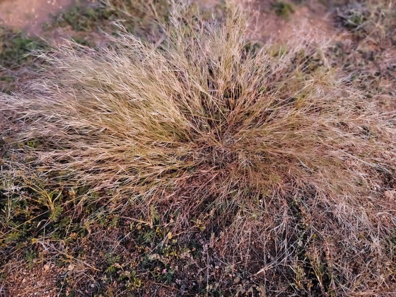 Green Grass in Various Colours in the Ground Stock Photo - Image of ...