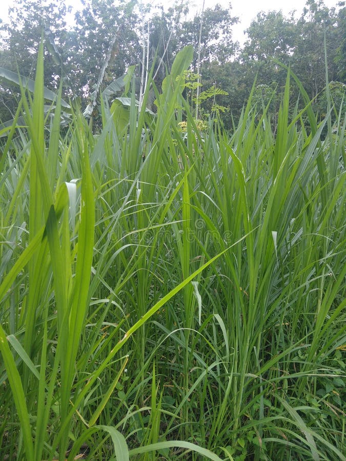 Green Grass is Very Good for Fodder Stock Image - Image of grass ...