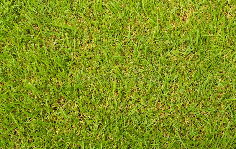 Green Grass View from Above Stock Photo - Image of clean, area: 19302562