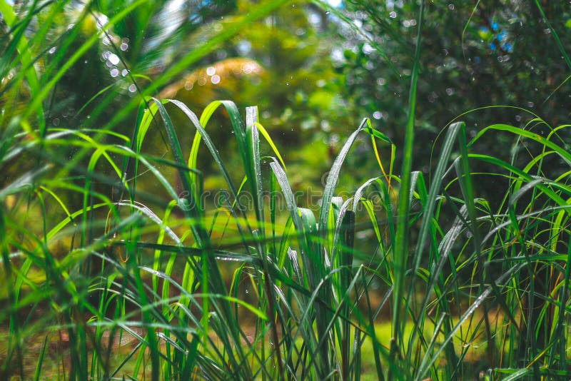 Grass Top View, Seamless Texture Stock Photo - Image of park, seamless ...