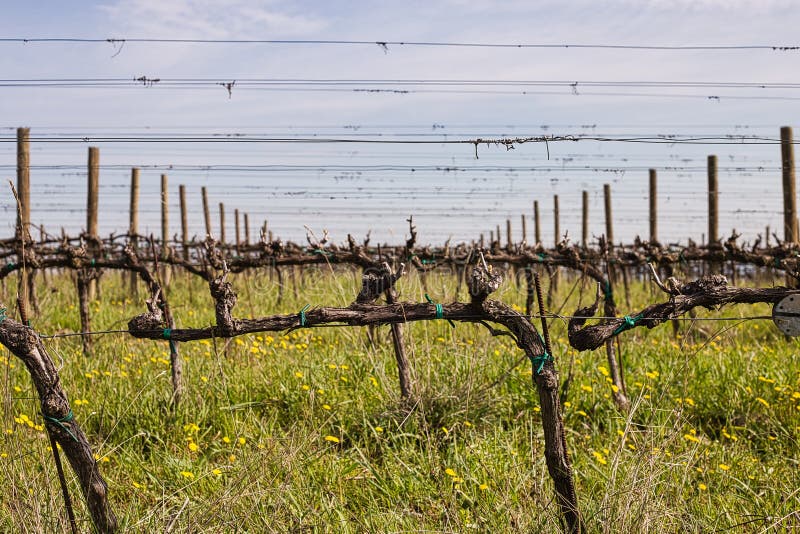 Green Grass in Vineyard Fields Stock Photo - Image of trellis, italy ...