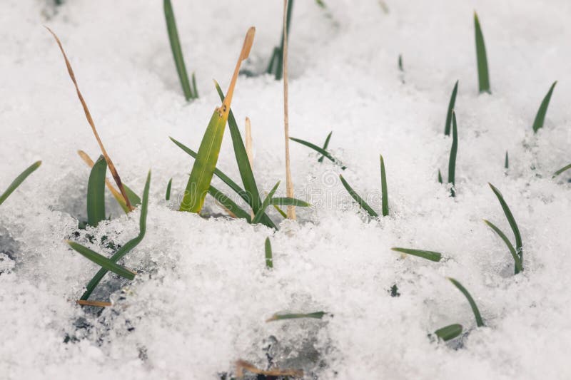 Green Grass is Visible in the White Snow. Fresh Green Grass on the Snow ...