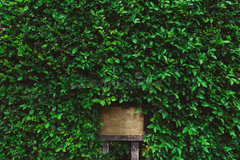 Green Grass Wall Texture for Backdrop Design Stock Image - Image of ...