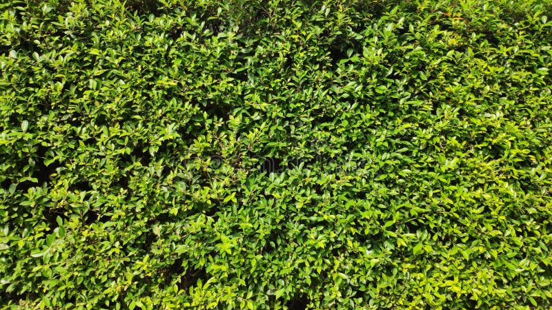 Green Grass Wall Texture for Backdrop Design and Eco Wall Stock Photo ...