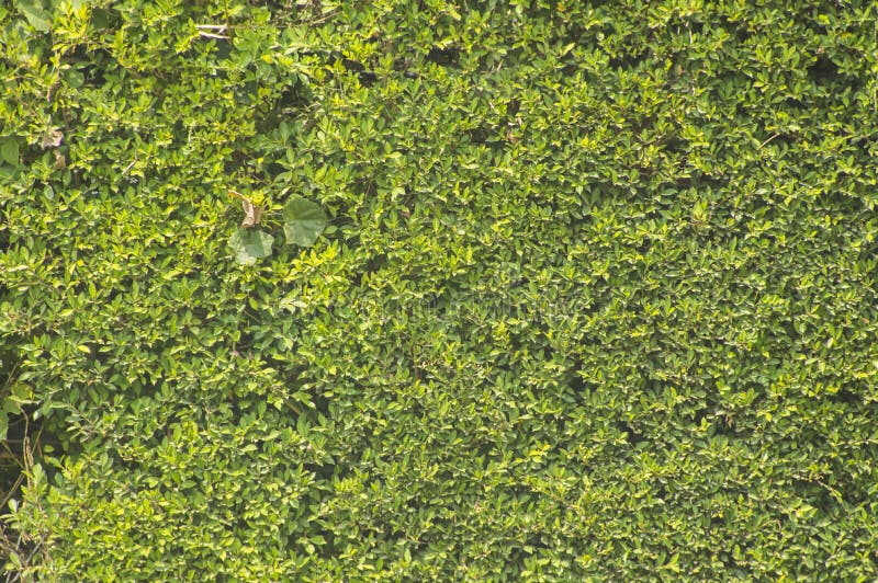 Green grass wall. stock photo. Image of rough, crisp - 90916892