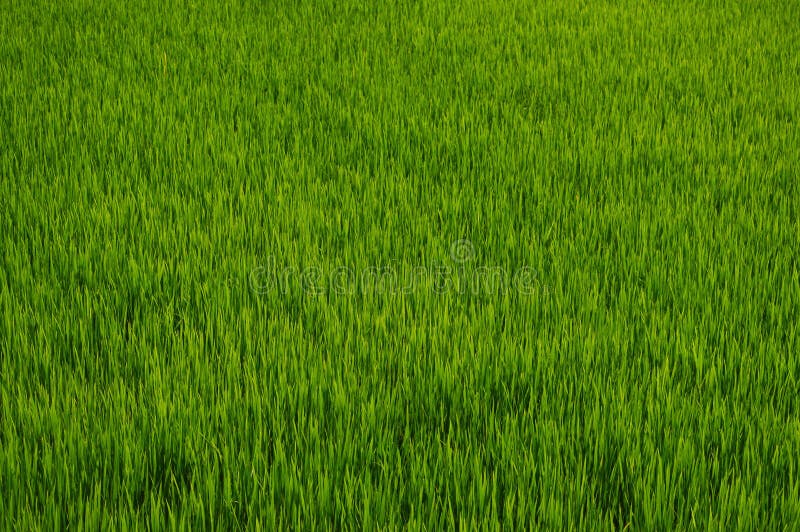Green Grass Wallpaper Close-up in Paddy Field Paddy Plant Stock Image ...