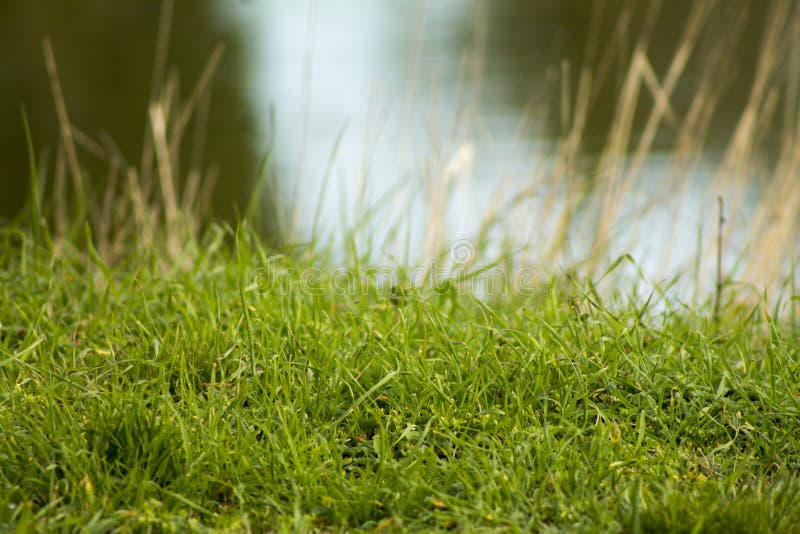 Green grass over water stock image. Image of vibrant - 49889753