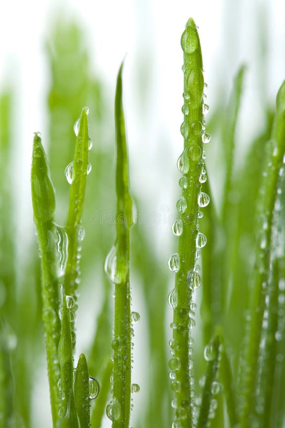 Green Grass with Water Droplets Isolated Stock Photo - Image of leaf ...