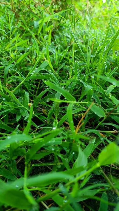 Green Grass with Water Splash Stock Photo - Image of food, agriculture ...