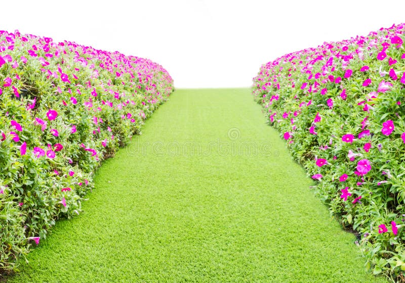 Green grass way stock photo. Image of green, blossom - 86210300