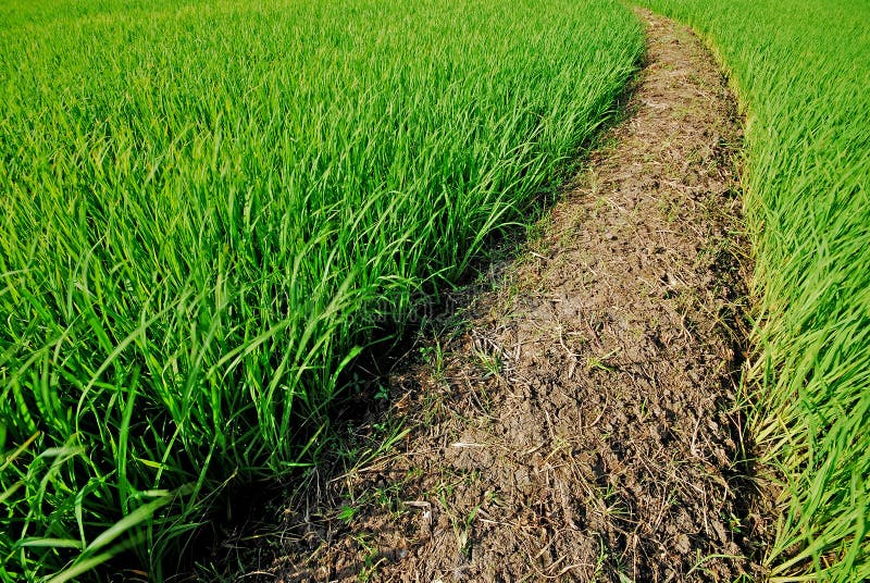 Green grass way stock photo. Image of cloudscape, grow - 49302532