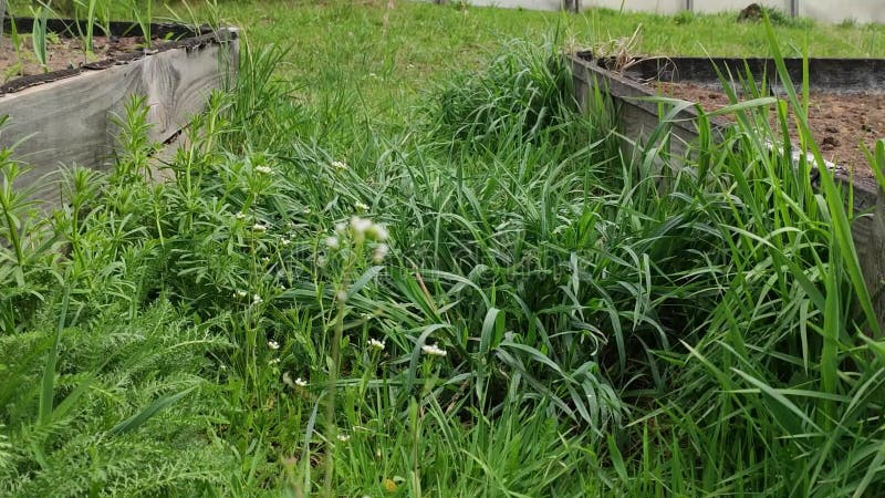 The Green Grass with Weed between the Beds in the Summer Garden Stock ...