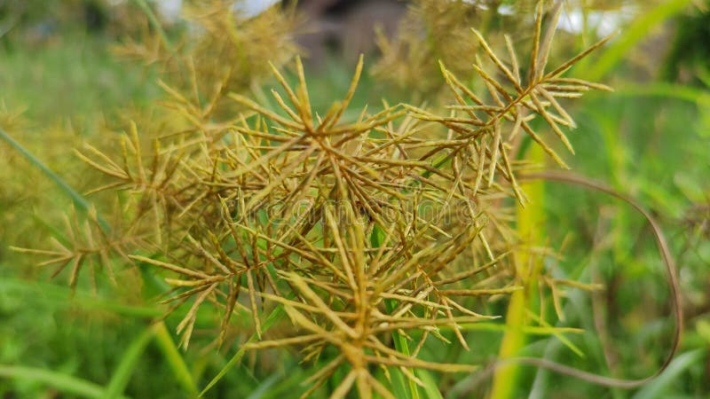 Green Grass Weeds that are Difficult To Control Stock Image - Image of ...