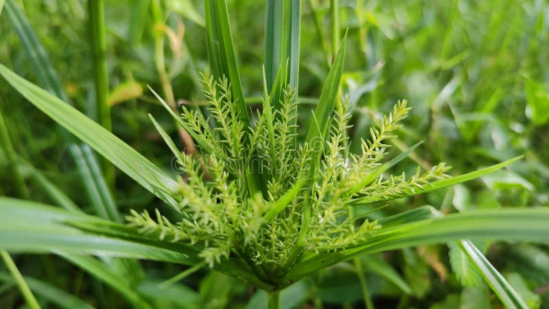 Green Grass Weeds that are Difficult To Control Stock Photo - Image of ...