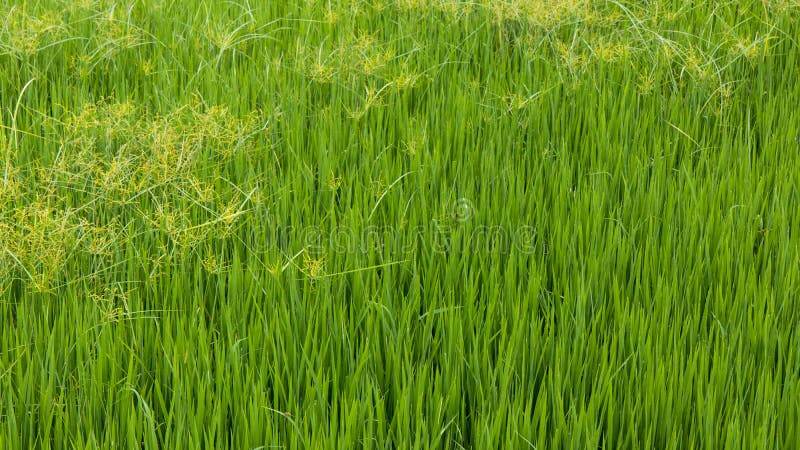 Green Grass Weeds in Rice Fields. Stock Image - Image of farm, flora ...