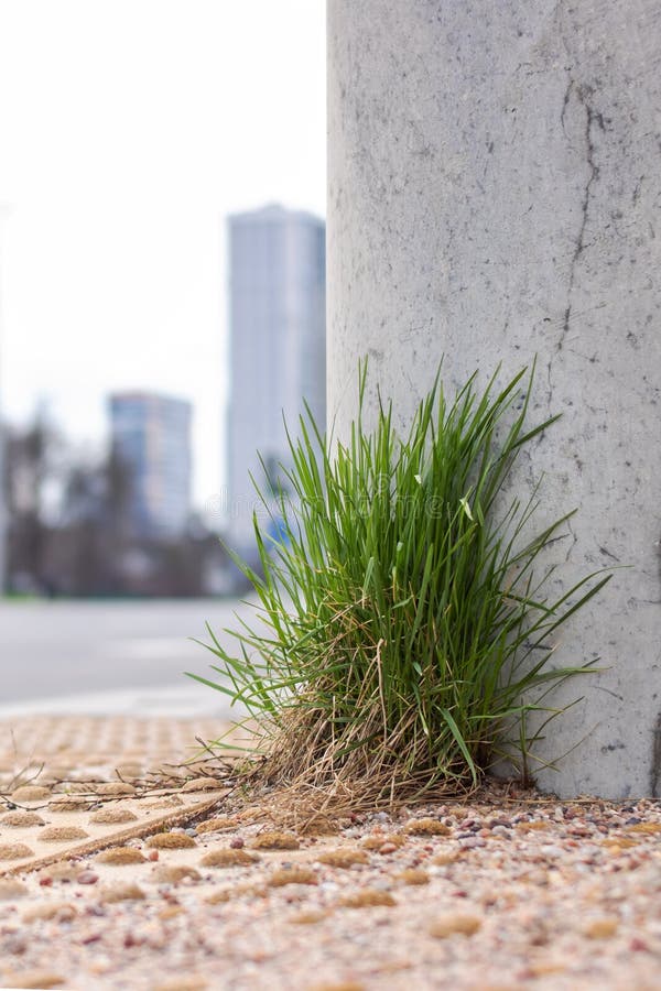 Green Grass Well Pole on the Sidewalk Stock Image - Image of summer ...