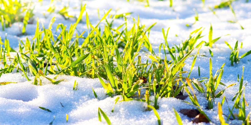 The Green Grass on Which the Snow Fell, on a Clear Winter Day during ...
