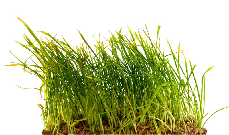 Green grass on the noon stock photo. Image of detail - 38949546