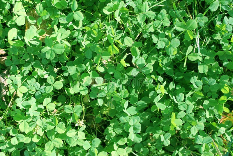 Green Grass White Clover Top View Stock Image - Image of summer, luck ...