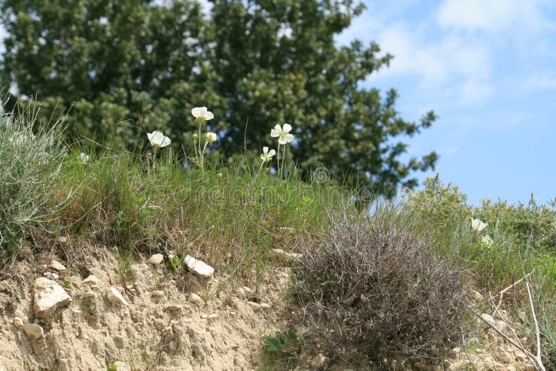 Spring Wildflowers on a Hillside Stock Photo - Image of plant ...