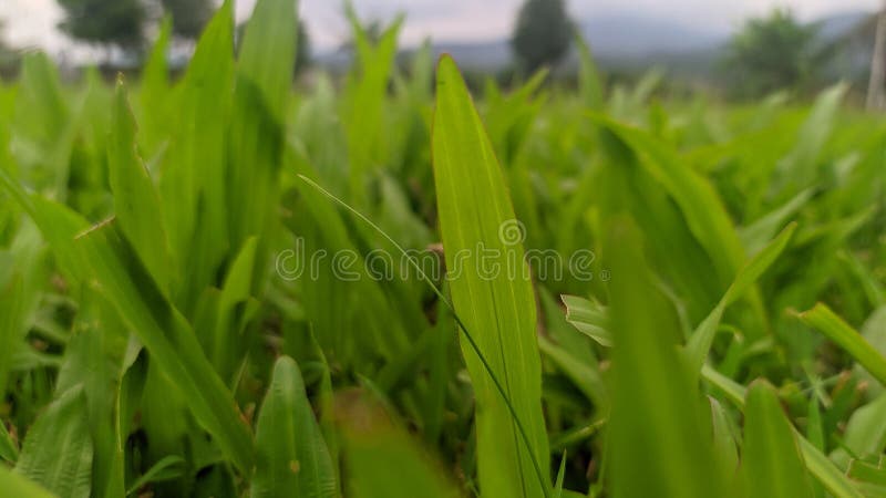 Green Grass in a Wide and Cool Field Stock Photo - Image of meadow ...