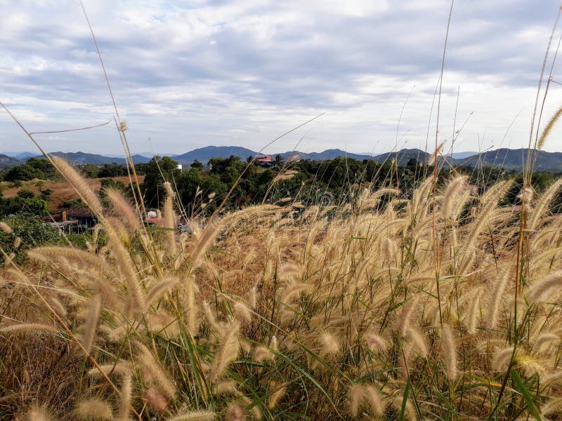 Green grass in the wind, stock photo. Image of organic - 194833950