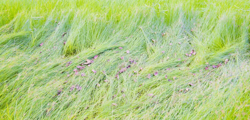 Green grass in the wind stock photo. Image of plant - 327709870