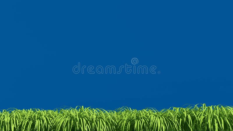 Green Grass on the Wind,Isolated 3d Animation on Blue Screen Stock ...
