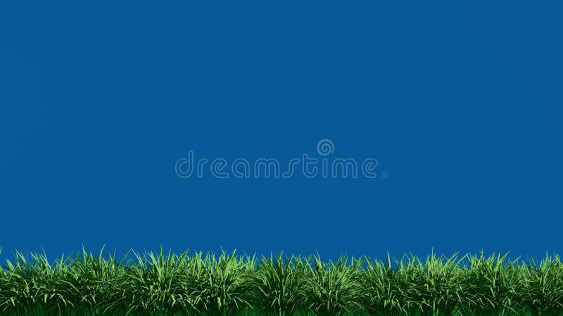 Green Grass on the Wind,Isolated 3d Animation on Blue Screen Stock ...