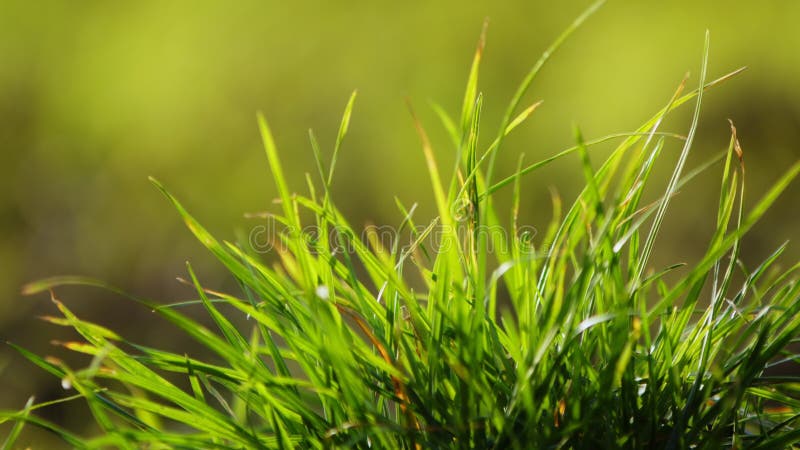 Green Grass in the Wind in Nature Stock Video - Video of botany ...
